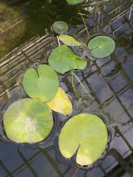 Lily Pad | Project Noah