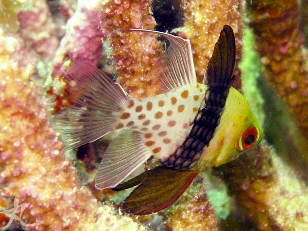Pyjama Cardinalfish | Project Noah