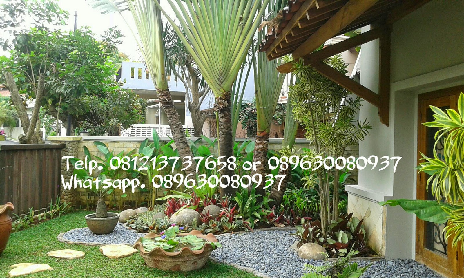 Tanaman Meranti Bali Merah | Jual Tanaman Meranti Bali Murah - Tukang ...