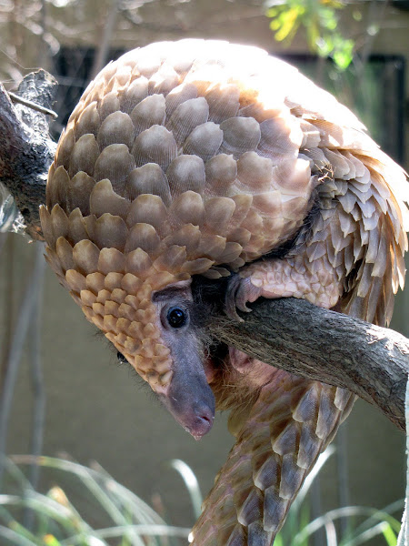 Tree Pangolin | Project Noah