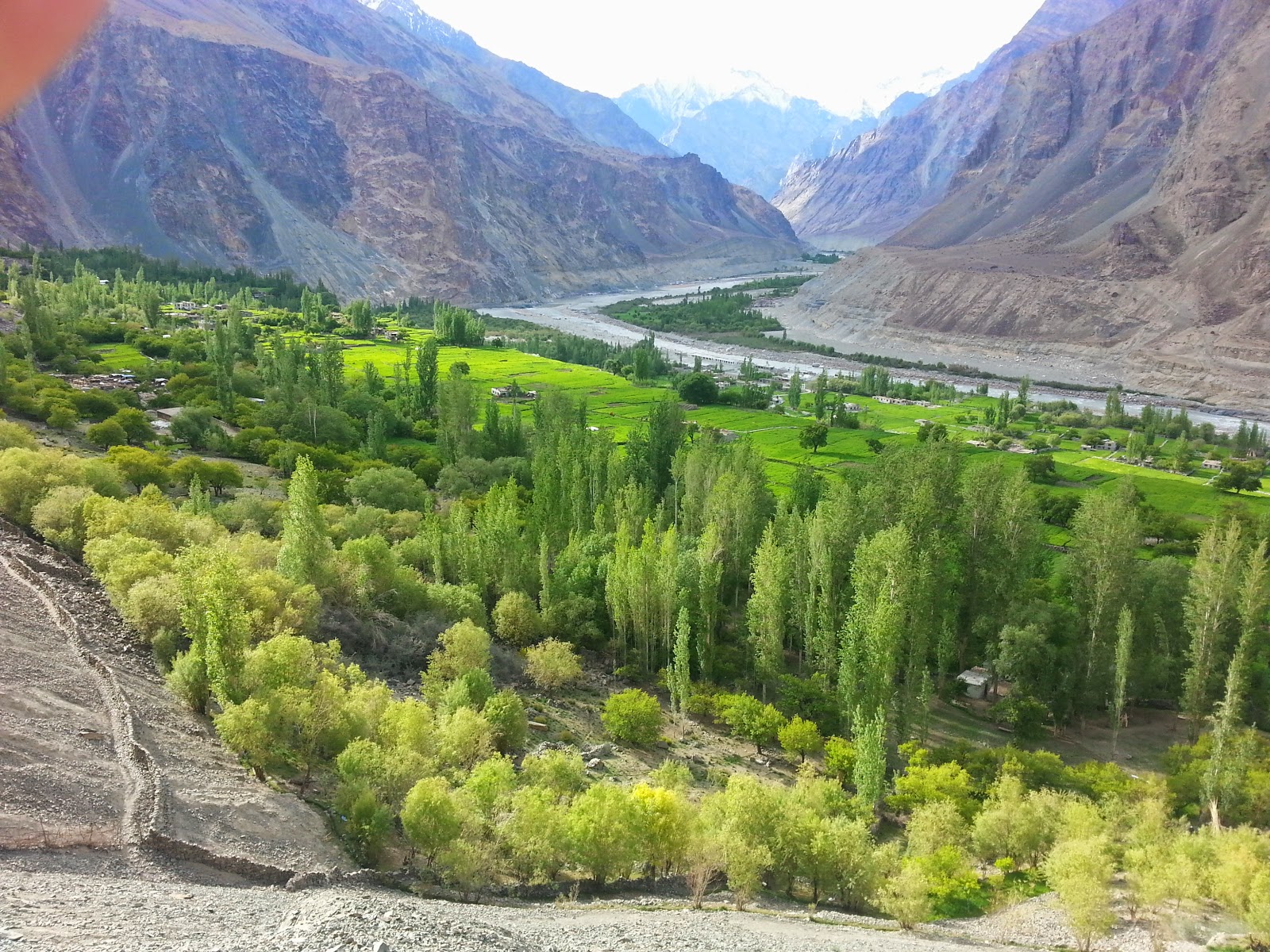 corodocsescape: Verdant oasis. Barley and apricots