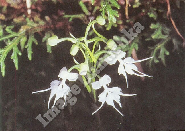 Education: Narilatha mal / liyathambara mal නාරිලතා මල්/ ලියතඹරා මල්