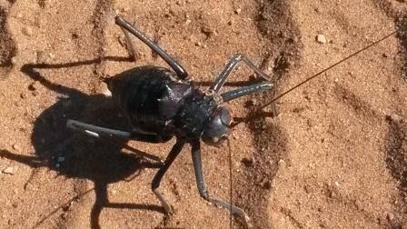 Lynn Russell's Botswana Blog: Corn cricket about three inches across