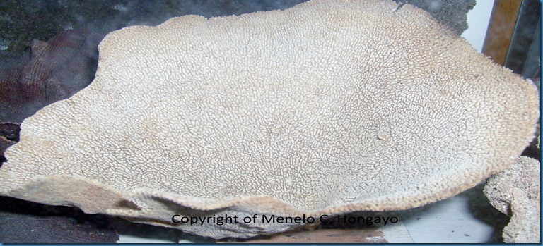 MCH unlimited for Science: Leiodermatium sp.