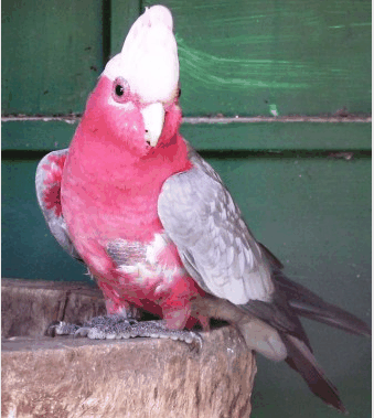 Galahs are very loving friendly birds | Plants and animals
