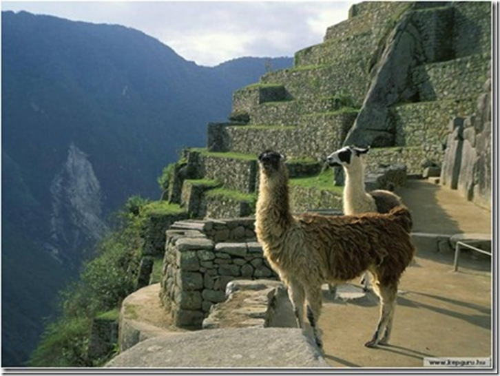 Animales domésticos del Imperio Inca | Historylizer Ciencias Sociales