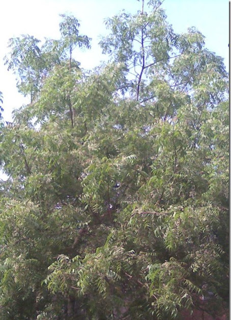 Neem trees are blooming, heralding abundant Monsoon