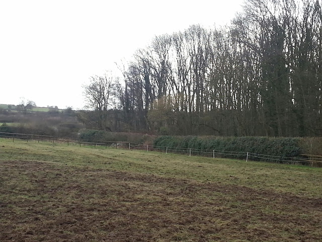 Pear Tree Paddocks: Middle paddock