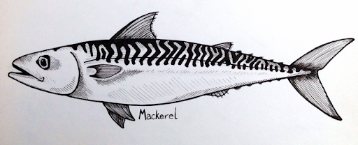 L.S.A. Allen - Art Practices: Mackerel Drawing
