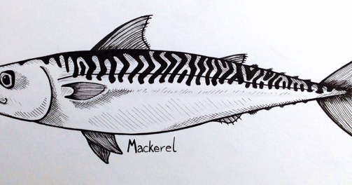 L.S.A. Allen - Art Practices: Mackerel Drawing