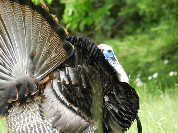 Eastern Wild Turkey | Project Noah