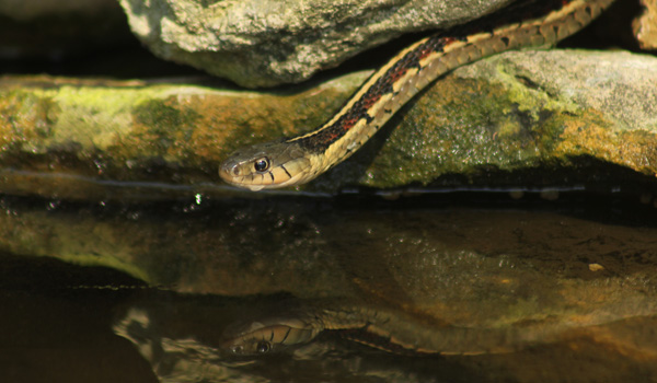 Red-Sided Garter Snake | Project Noah