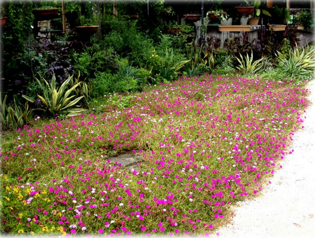 Ide 23+ Bunga Merambat Di Tanah