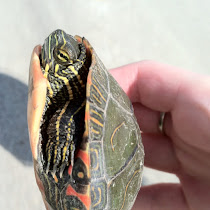 Critters of the Midwest | Project Noah