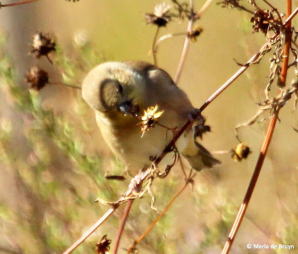 American goldfinch | Project Noah