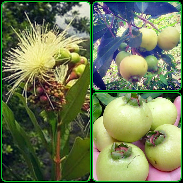 evasilviana.es: Jambu Mawar