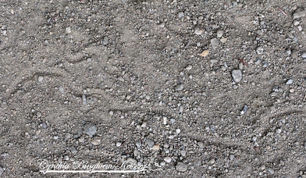 Antlion sand pit trap | Project Noah