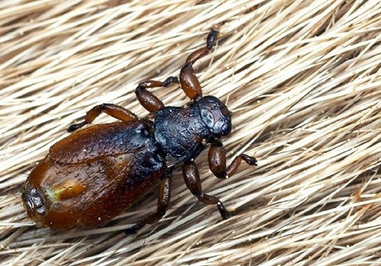 Alizul: 10 STRANGE FLIGHTLESS FLIES