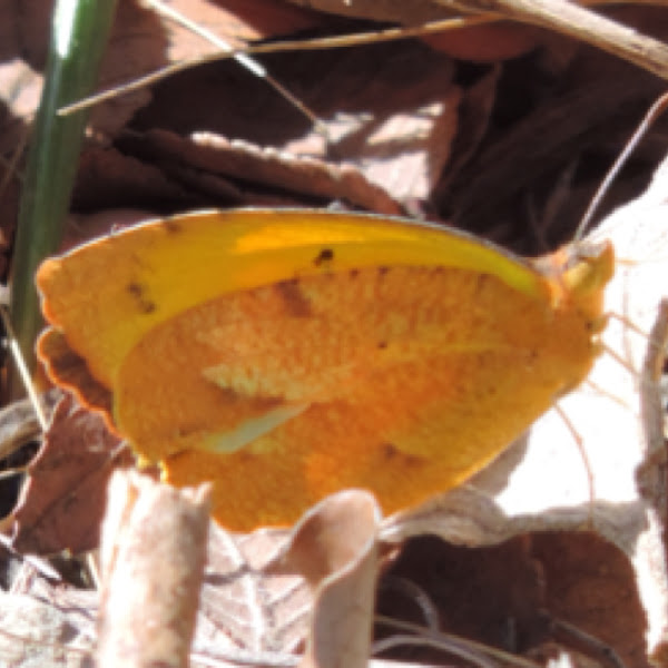 Sleepy Orange | Project Noah