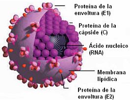 Hepacivirus - Alchetron, The Free Social Encyclopedia