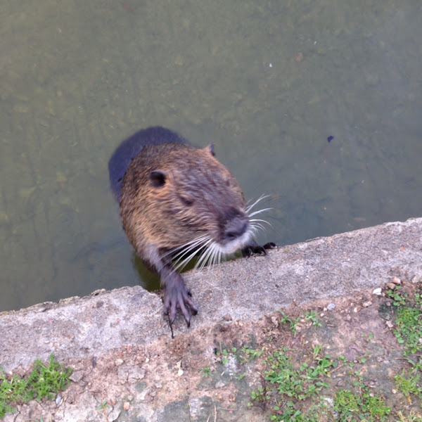 Nutria | Project Noah