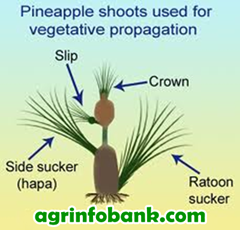 Pineapple Morphology | Agriculture Information Bank