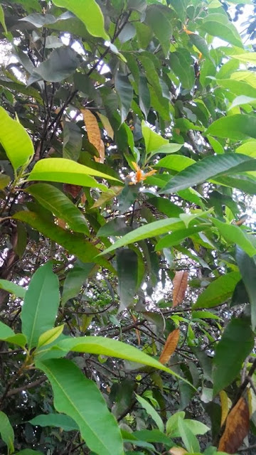 kebun kota: Pokok Cempaka telur