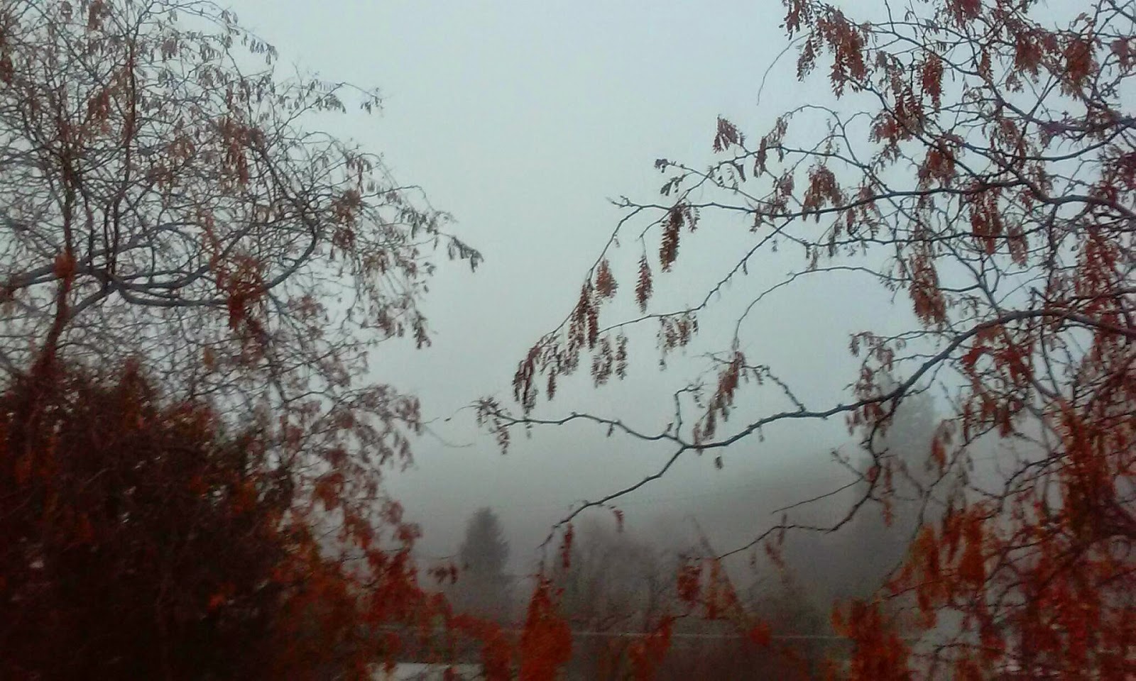 Atravs | A Traveler Redefined...: Extreme Fog in Eastern Washington ...