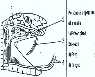 Snake-Poison-Apparatus | BIOZOOM