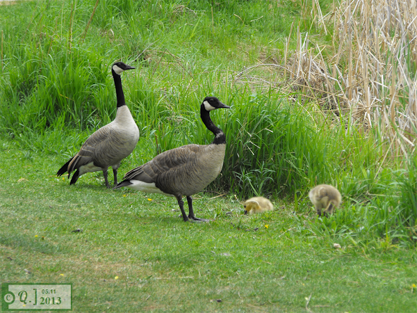 Canada Goose | Project Noah