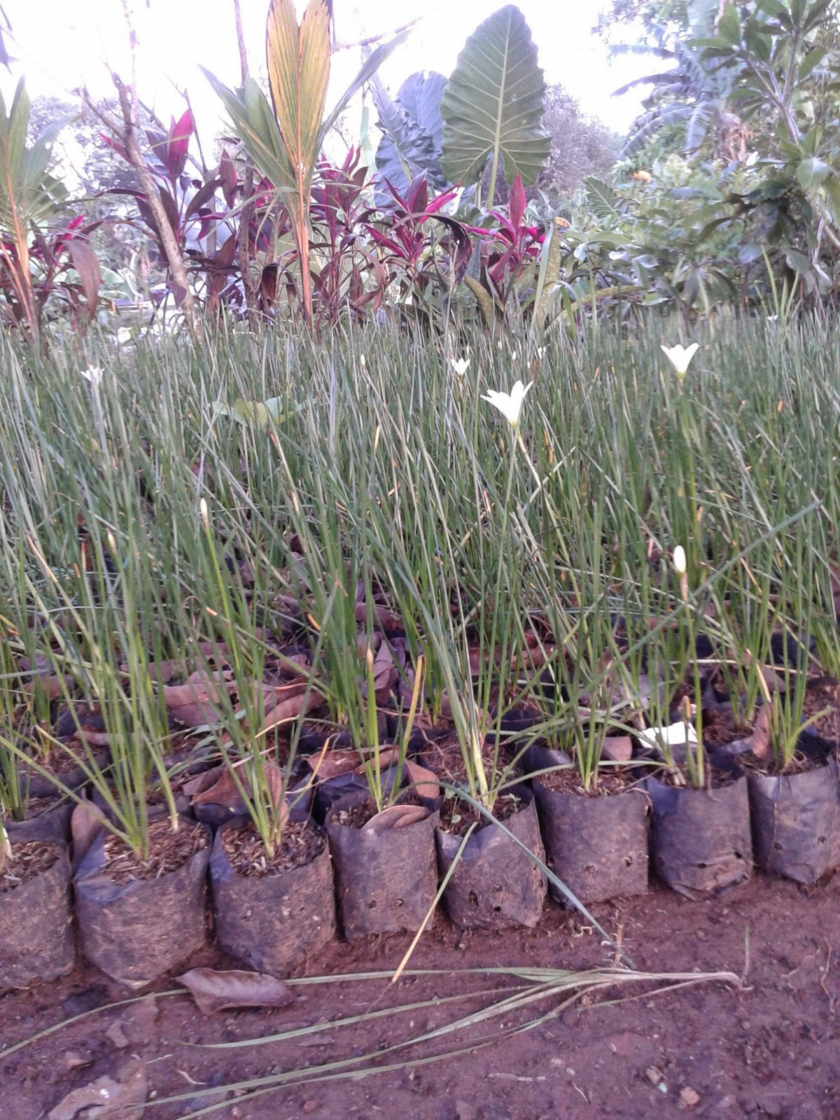 MENGENAL TANAMAN SEMAK |TANAMAN HIAS | JUAL TANAMAN HIAS MURAH | TUKANG ...