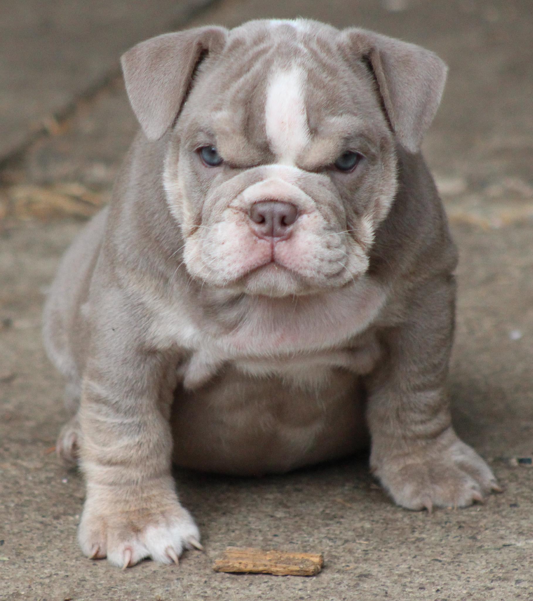 Perro bulldog bebé - Imagui