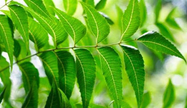 Daun Mimba Pohon Soekarno - My Notebook