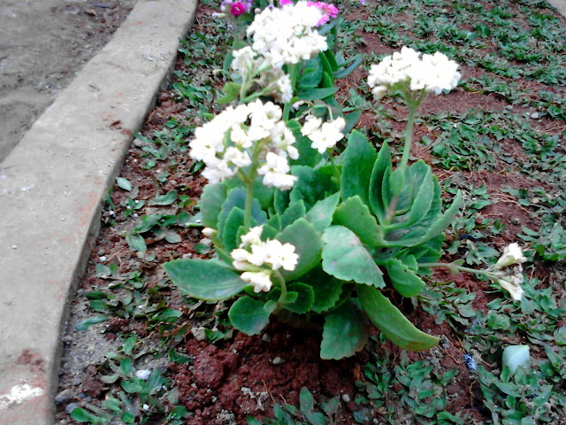 52+ Bunga Hias Cocor Bebek, Inspirasi Top!