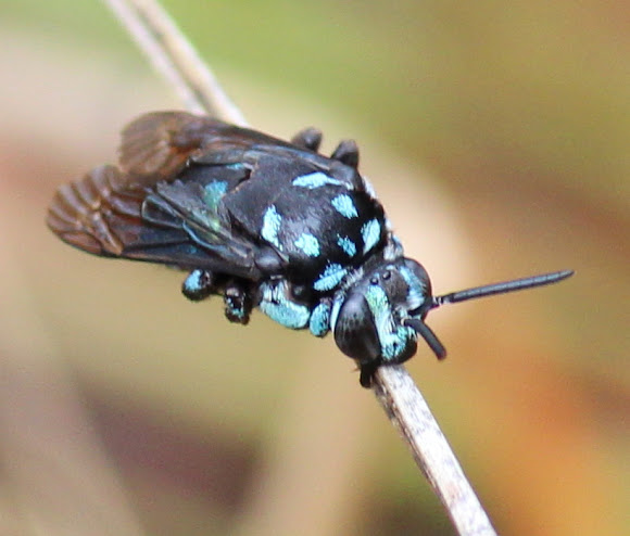 Neon Cuckoo Bee | Project Noah
