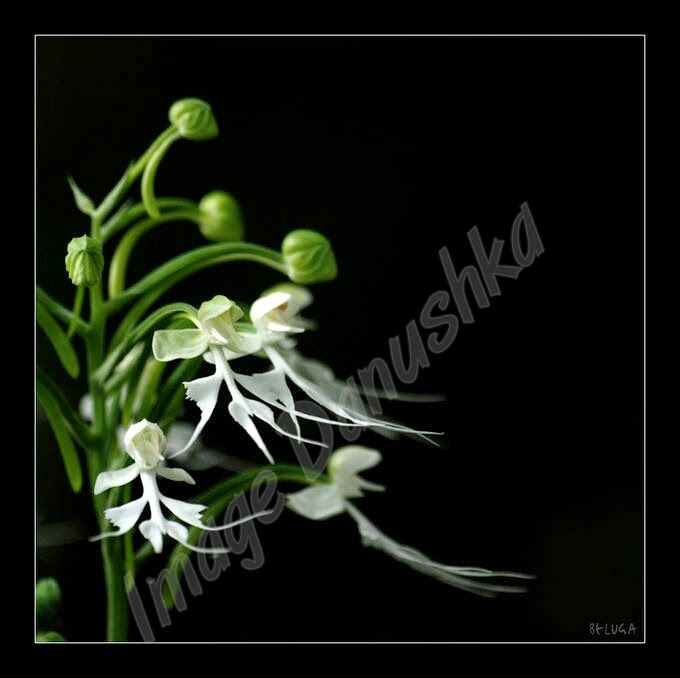 Education: Narilatha mal / liyathambara mal නාරිලතා මල්/ ලියතඹරා මල්