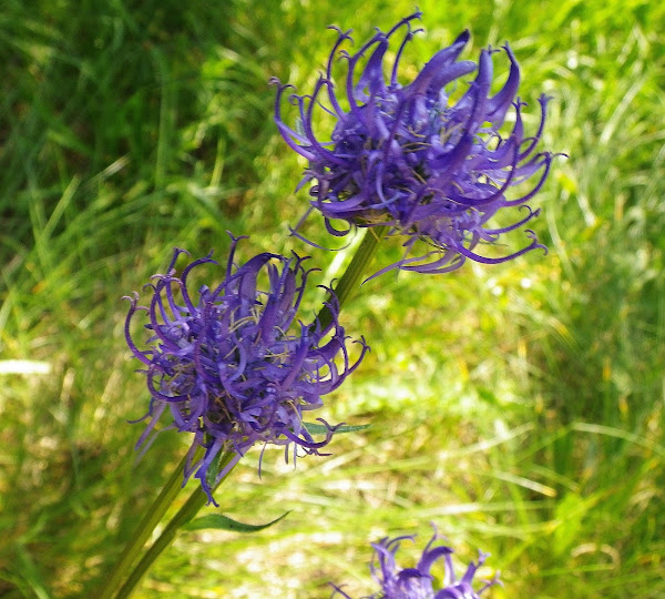 Round-headed Rampion | Project Noah