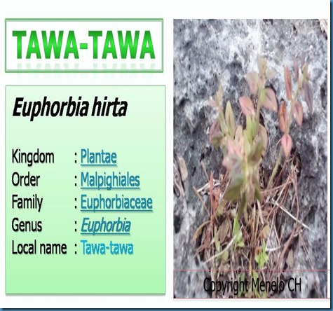 MCH unlimited for Science: Tawa-tawa, Euphorbia hirta