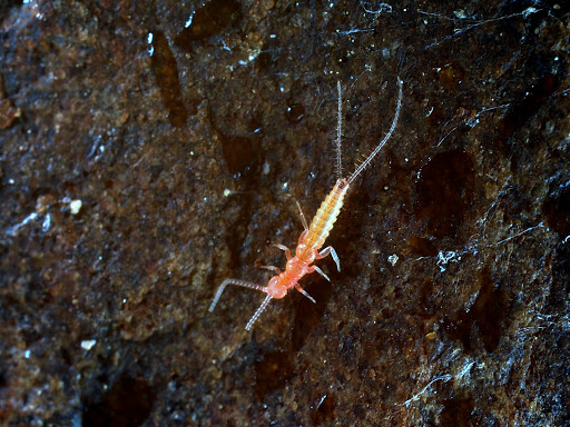 Diplura - JungleKey.fr Image