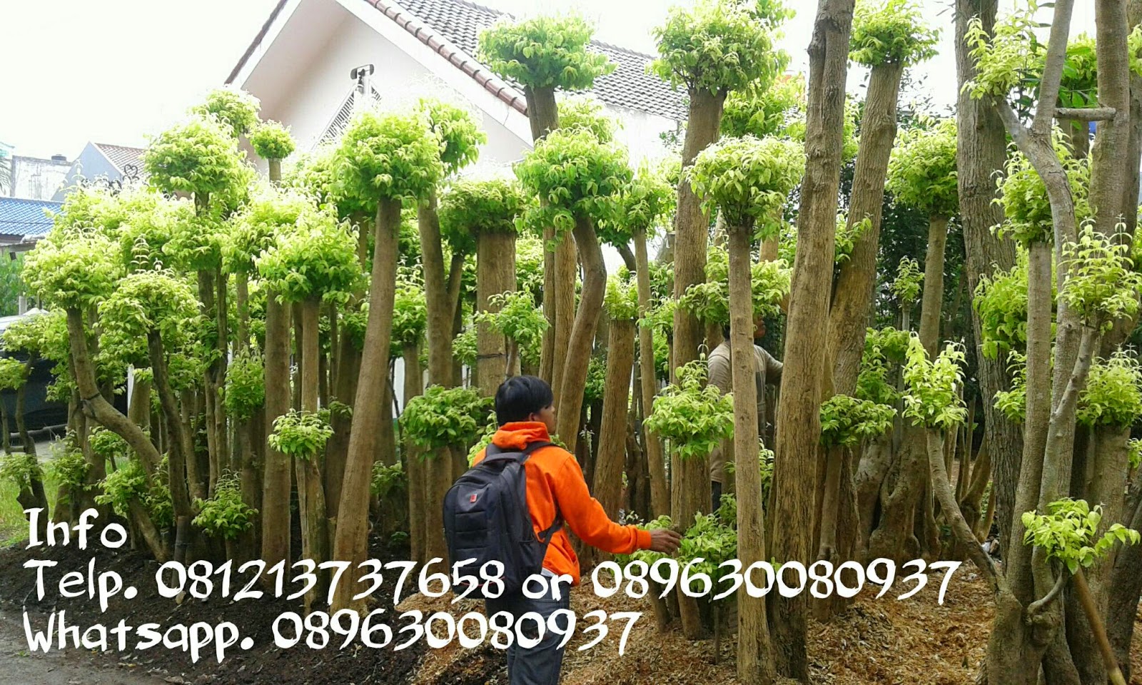 Jual Bonsai Anting Putri Untuk Taman Minimalis - Tukang Taman Murah ...