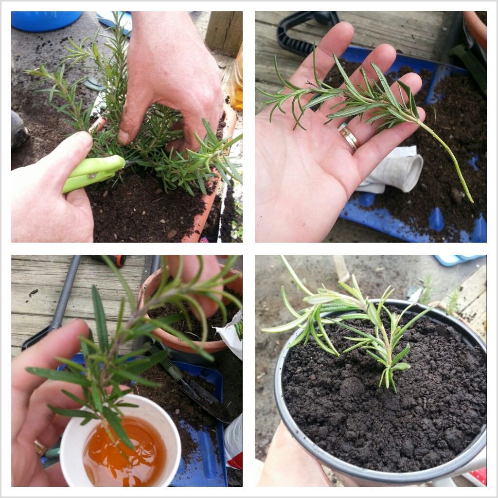 A Poor Mom's Guide to Country Living: Propagating Rosemary