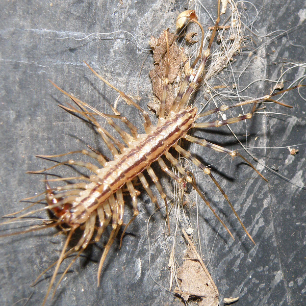 Alien Invaders | Project Noah