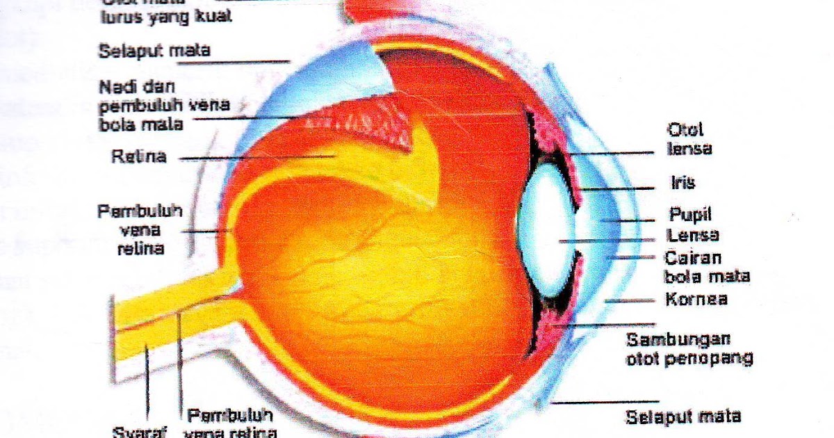 KEPERAWATAN: INDRA PENGLIHATAN