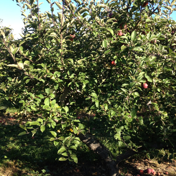 Empire Apple Tree | Project Noah
