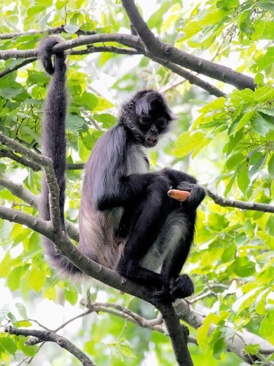 Geoffroy's Spider Monkey | Project Noah