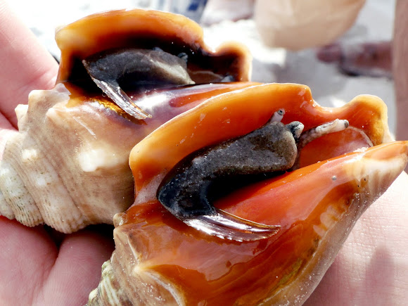 Florida fighting conch | Project Noah