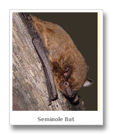 Insect Protection Pest Control: Real Bats Eat Bugs