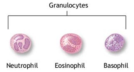 Granulocytic cells