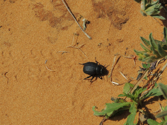 Pimelia | Project Noah