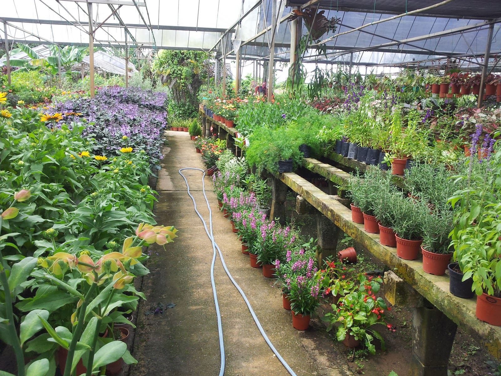 My Sekangkang Kera: Tips: Pergi nurseri dengan mak mertua